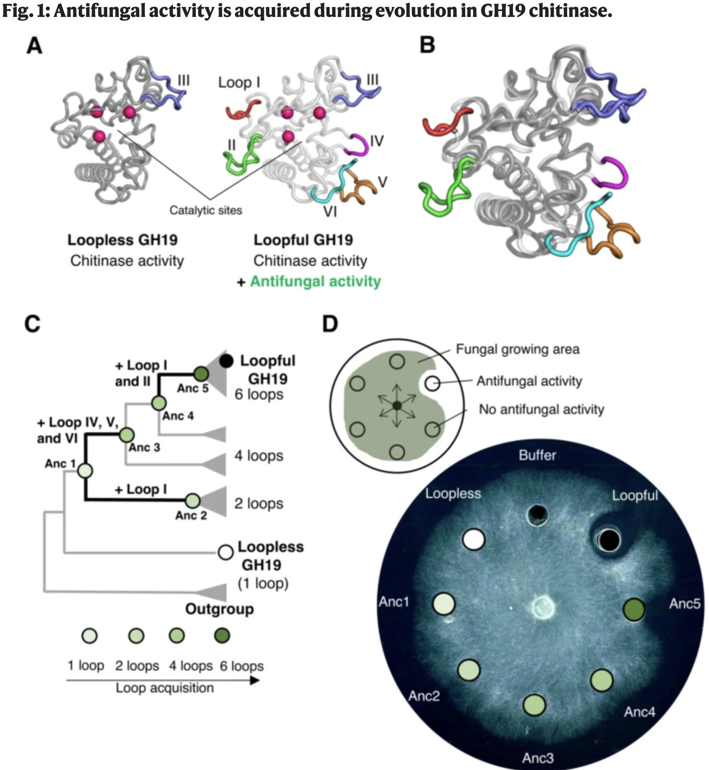 Remote loop evolution reveals a complex biologi...