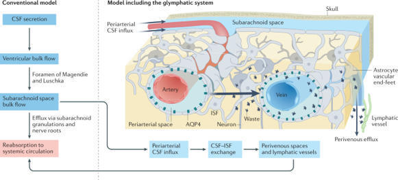 The glymphatic system: implications for drugs f...