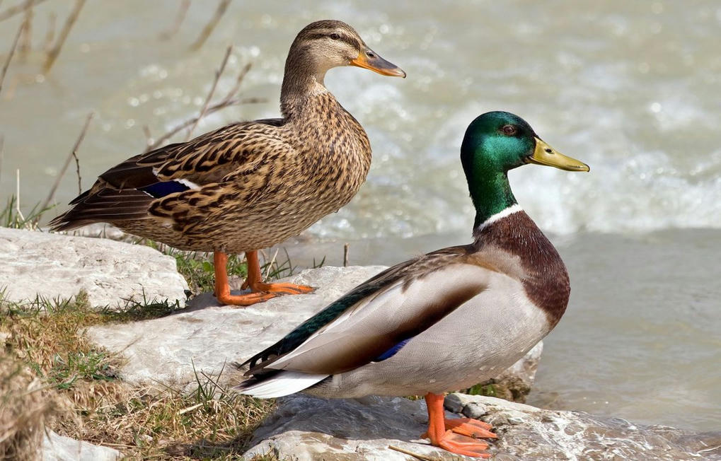 Sexualité : Pourquoi les canards co...