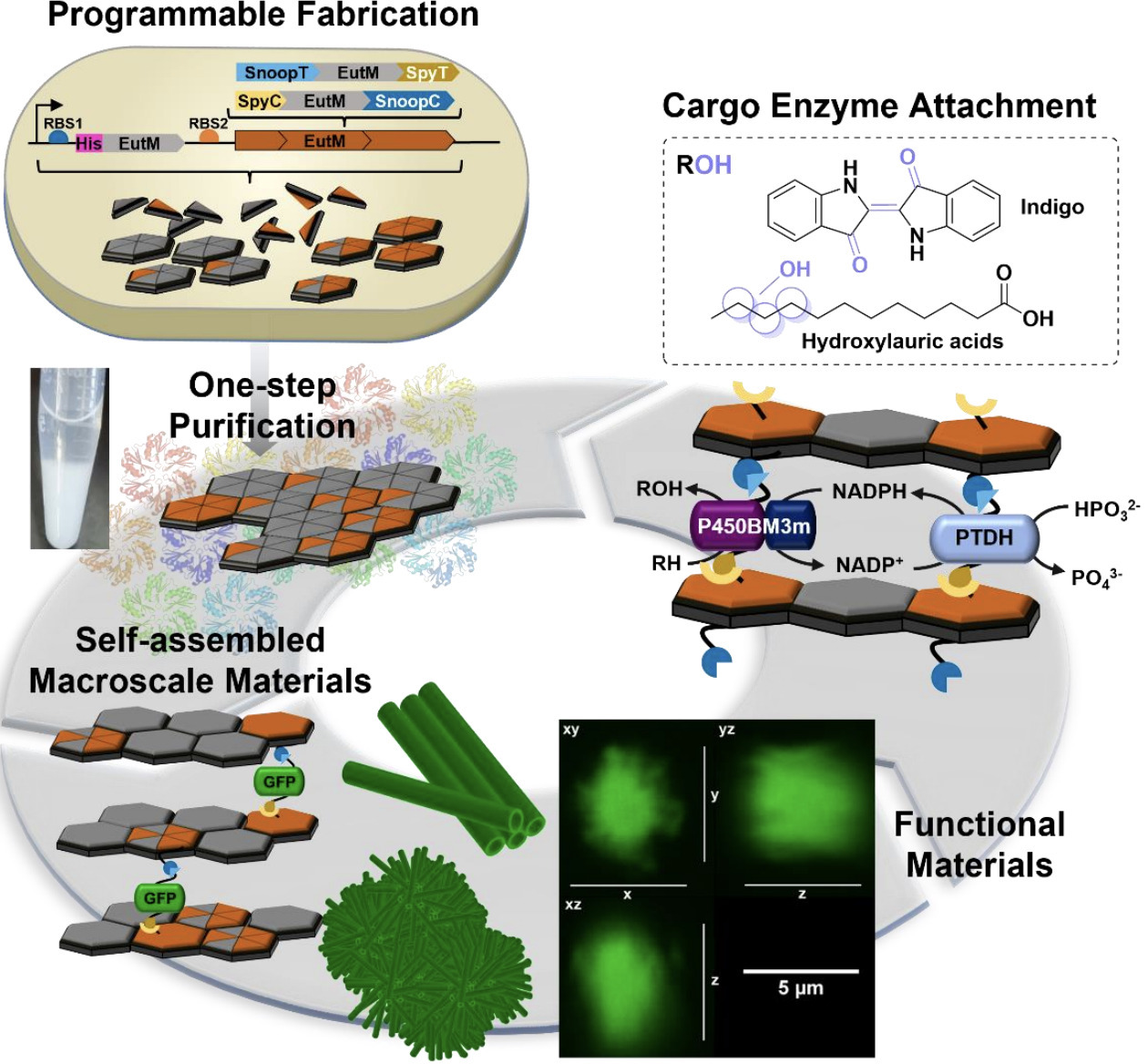 Design of a genetically programmable and custom...