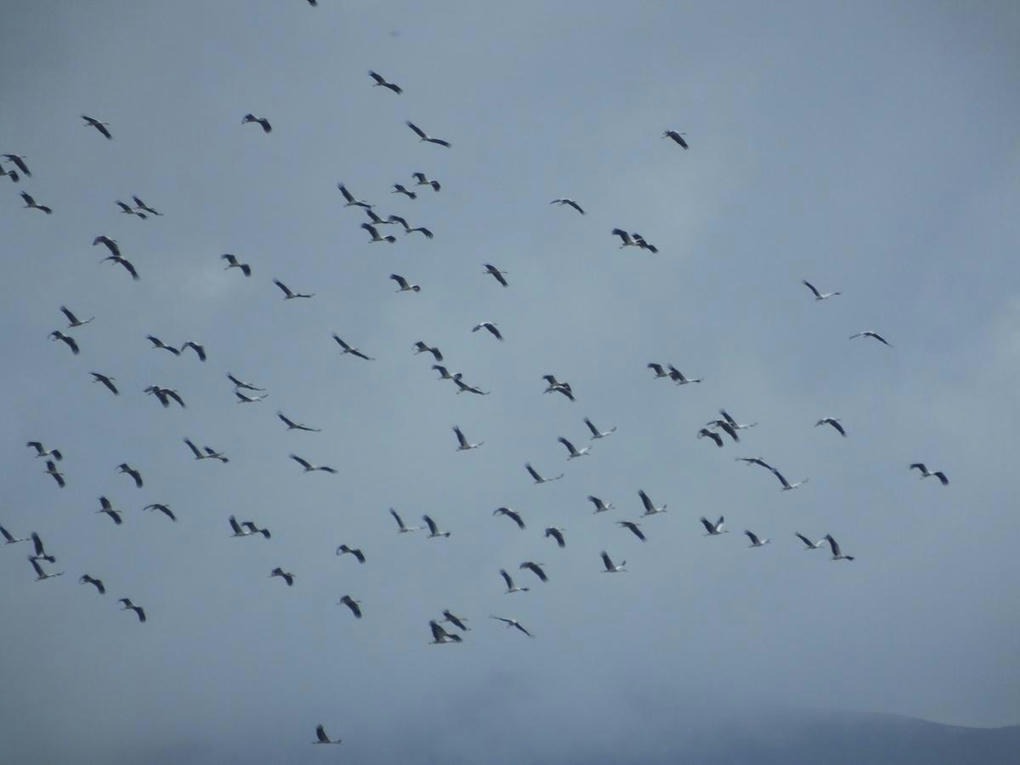 Pays basque : cigognes blanches et noires ...