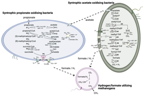 Syntrophic entanglements for propionate and ace...