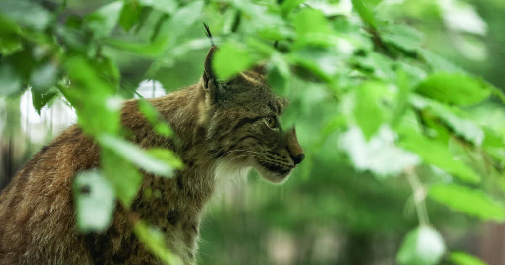 Besançon. Un lynx dans la côte de ...