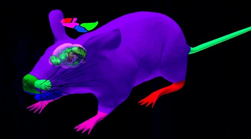 Researchers Create A Simulated Mouse Brain in a...