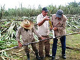 CUBA: SRI-Inspired Sustainable Sugarcane Initia...