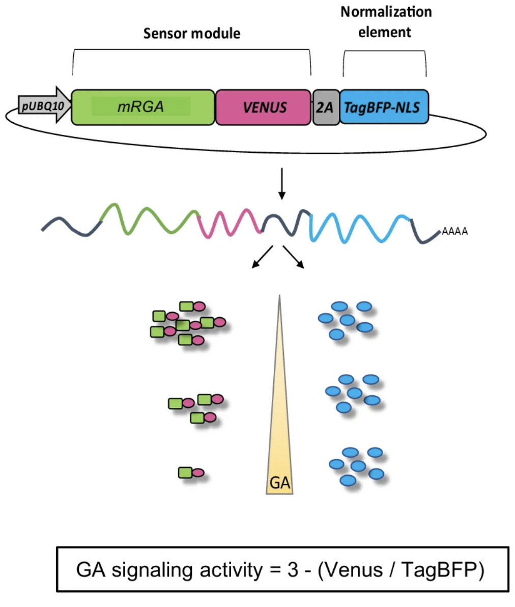 A quantitative gibberellin signaling biosensor ...