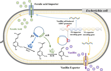 Construction of a Novel Vanillin-Induced Autore...