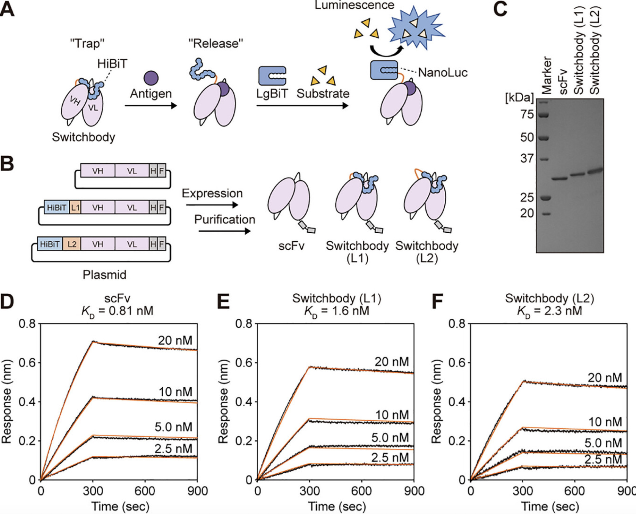 Switchbody, an Antigen-Responsive Enzyme Switch...
