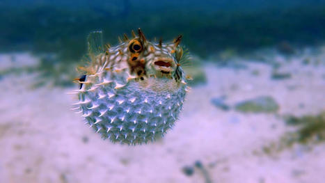 Explainer: Why puffer fish can be deadly and ho...