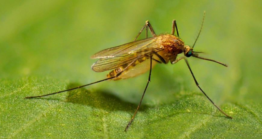 Certains moustiques ont modifié leurs he...