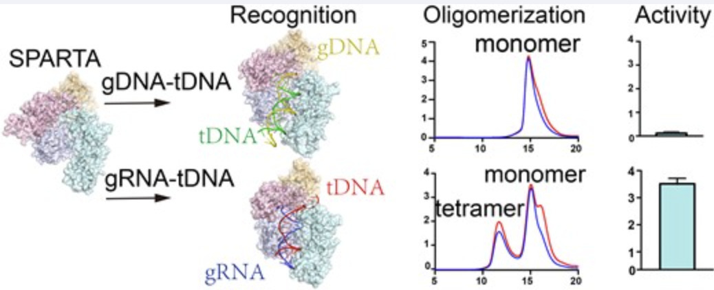 Structural basis of ssDNA-guided NADase activat...