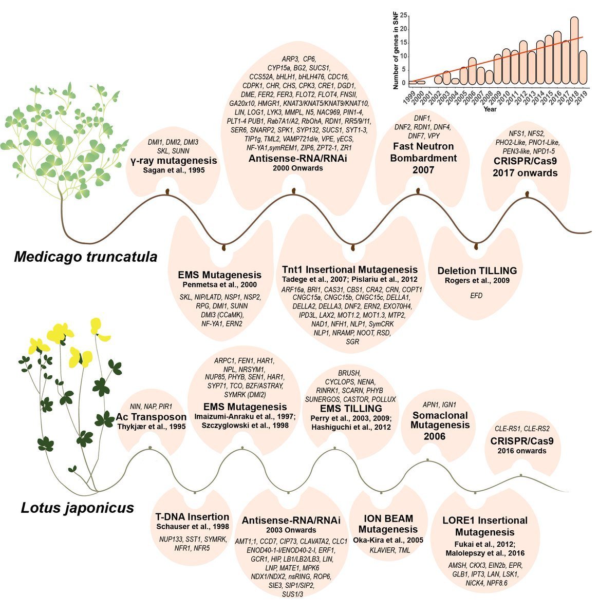 Celebrating 20 years of genetic discoveries in ...