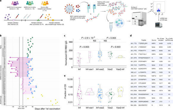 SARS-CoV-2 antigen exposure history shapes phen...