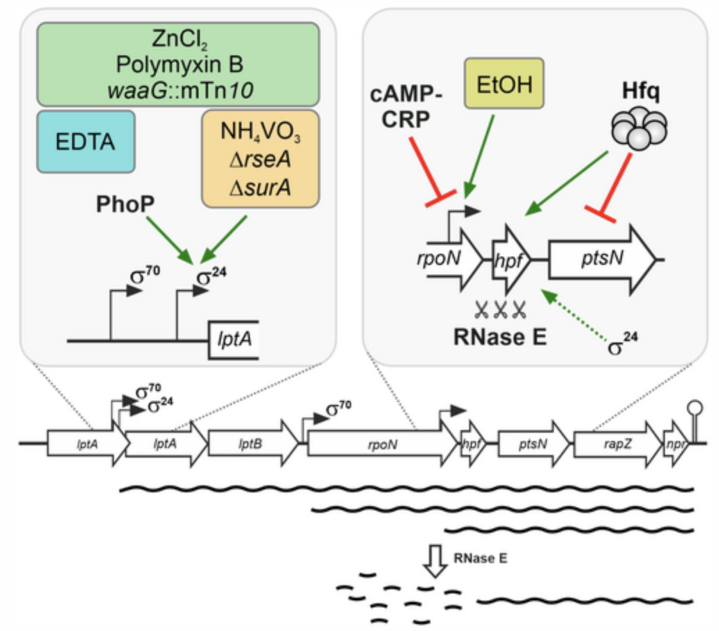 Multiple regulatory inputs including cell envel...