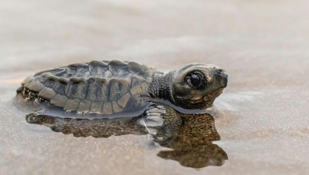 99% des bébés tortues sont mainte...