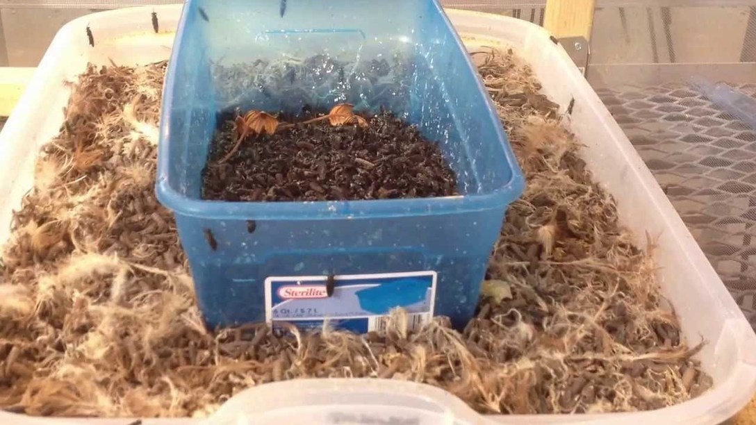 Breeding Black Soldier Fly Indoor for Stable Pr...