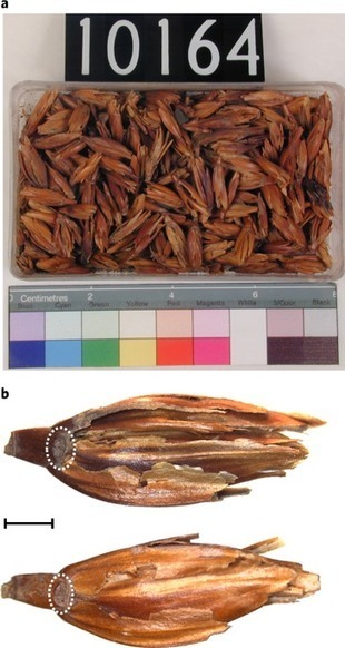 A 3,000-year-old Egyptian emmer wheat genome re...