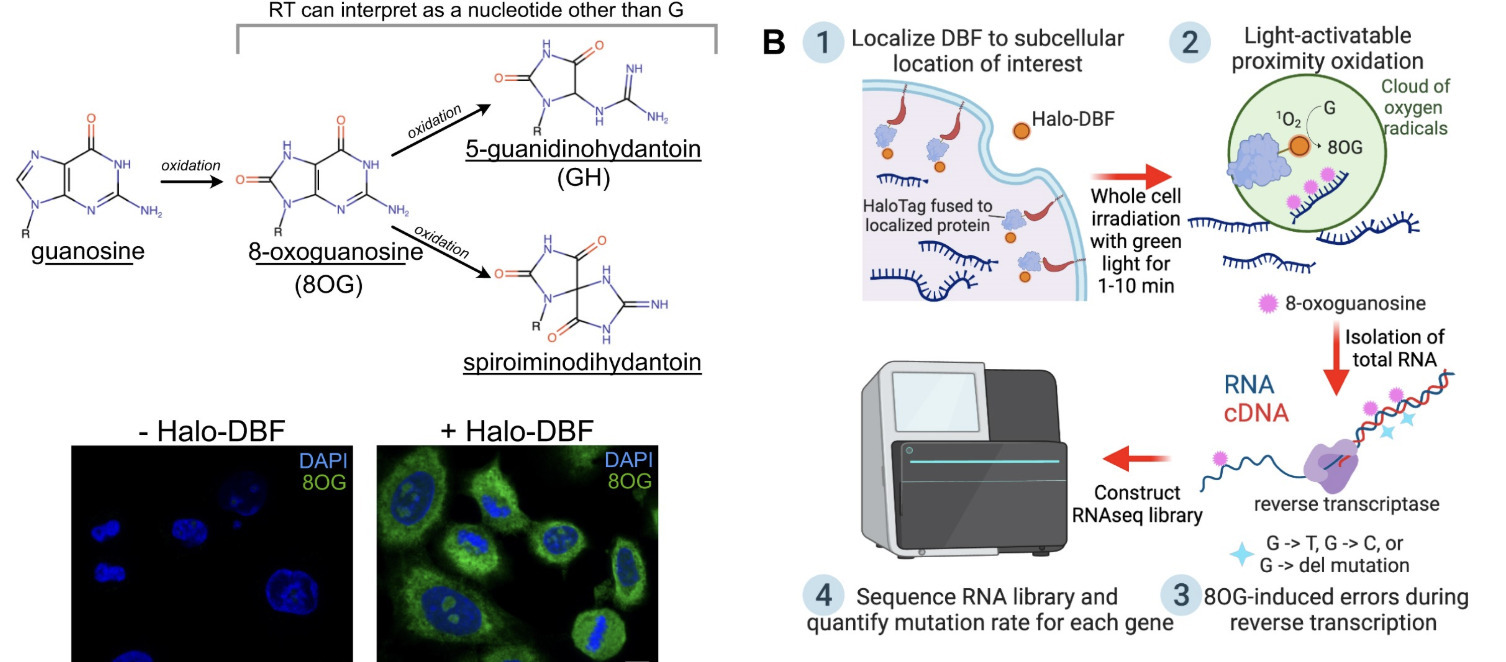 Quantification Of Subcellular Rna Localization