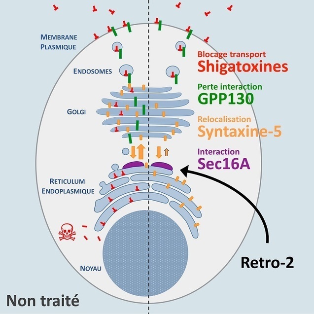 Identification de la cible et du mécanis...