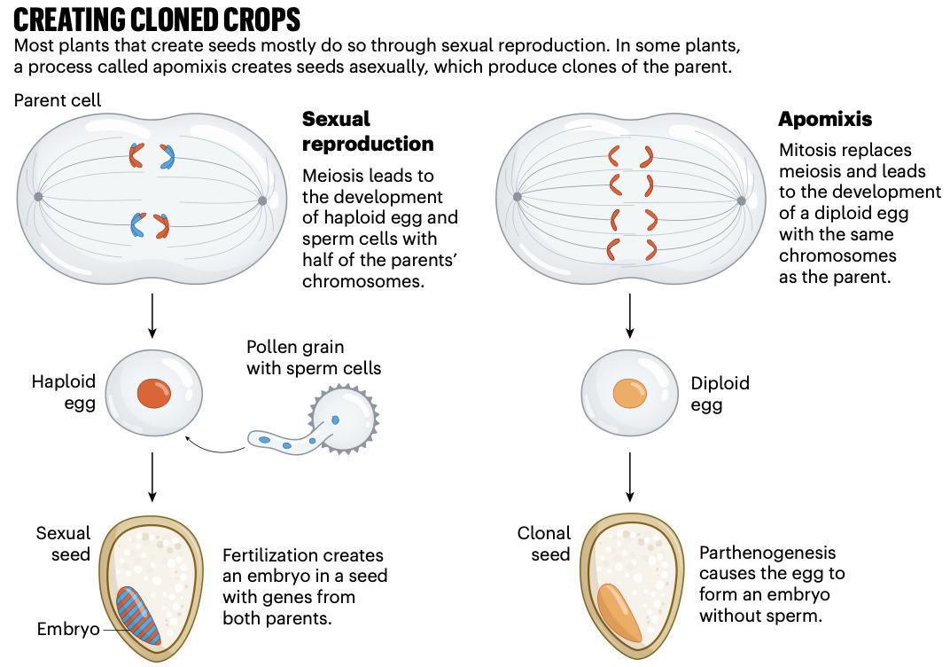 Sexless seeds: how self-cloning crops could soo...
