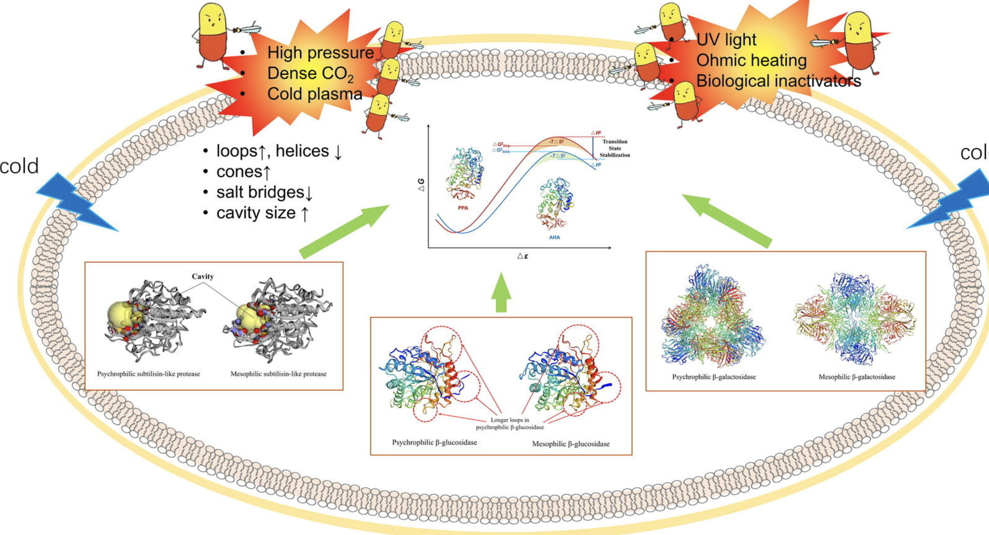 A mini-review on cold-adapted enzymes from psyc...