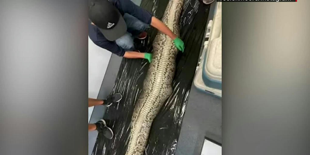 Scientists discover 5-foot long alligator swall...