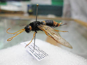 Insectos invasores provenientes de la China se registran en Colombia ...