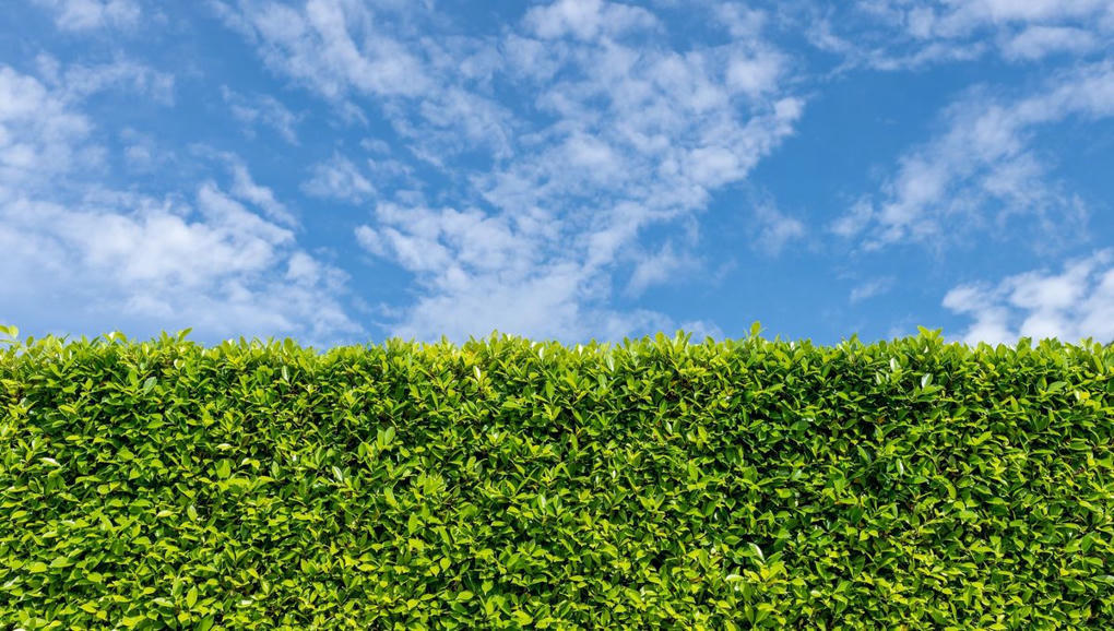 Pourquoi les haies sont essentielles &agra...