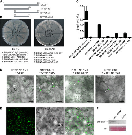 A Nuclear Factor Y Interacting Protein of the G...