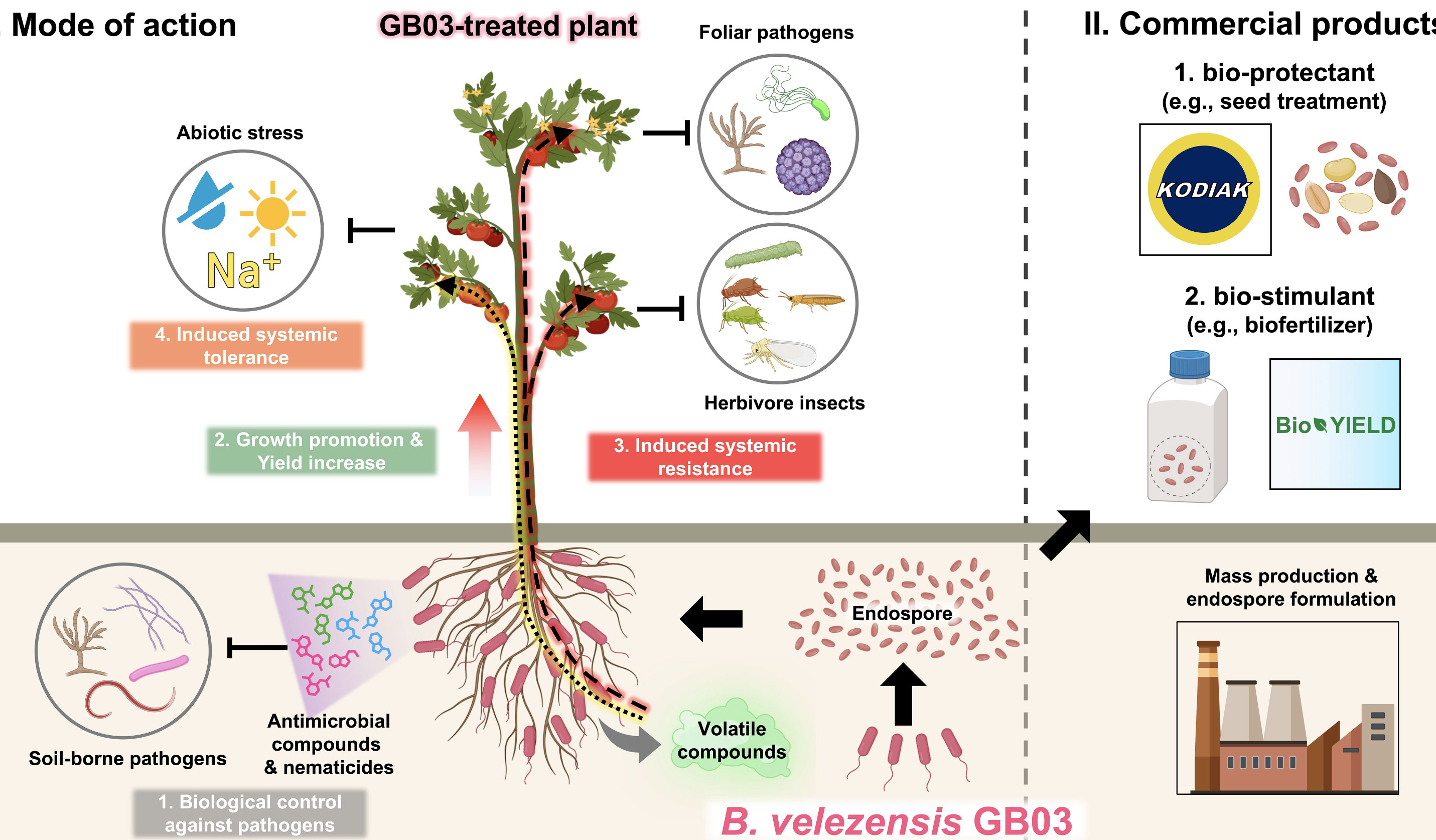 History of a model plant growth-promoting rhizo...