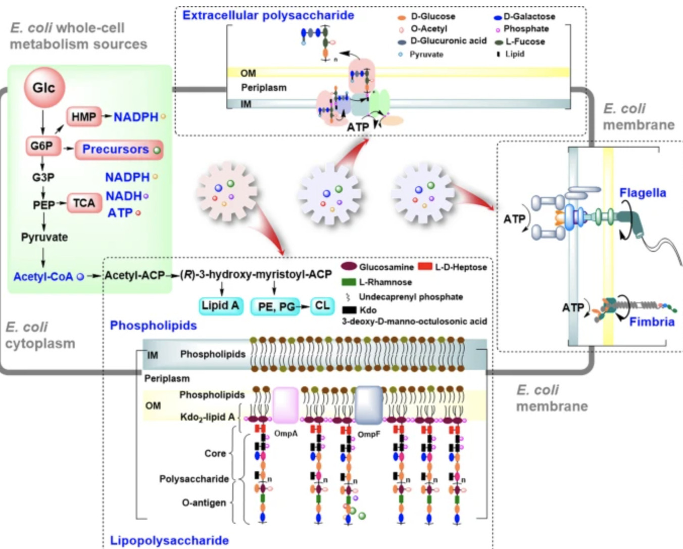 Insights into the structure of Escherichia coli...