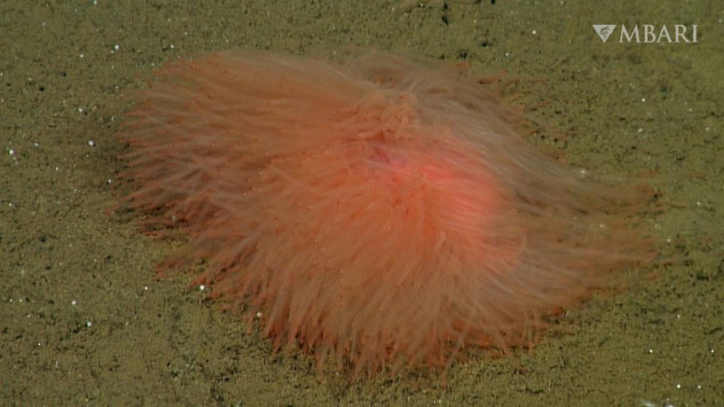 Weird deep-sea worm looks like a luminous lump ...