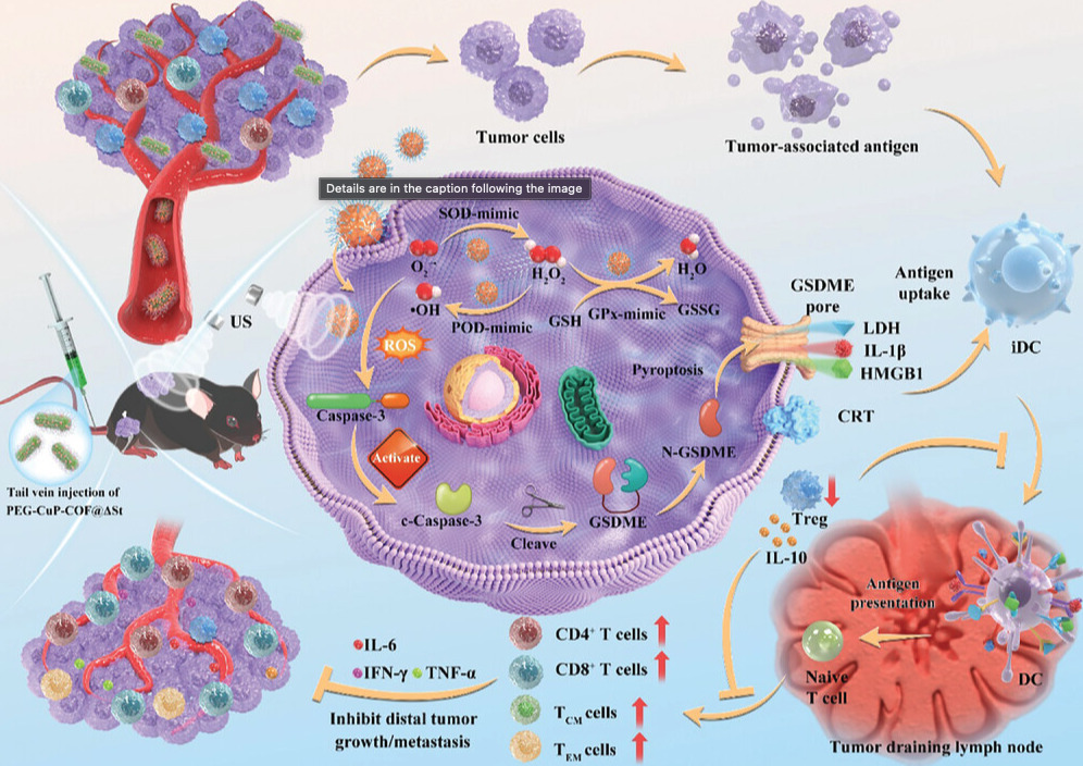 Bacteria-Mediated Tumor-Targeting Delivery of M...