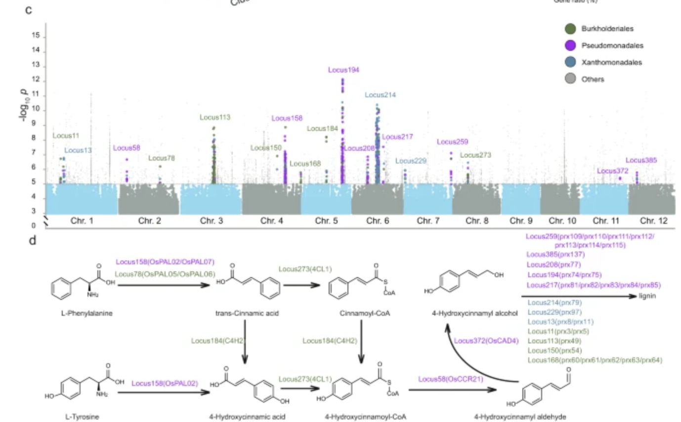 Microbiome homeostasis on rice leaves is regula...