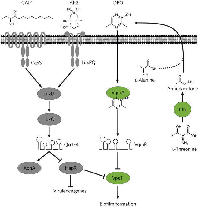 A Vibrio cholerae autoinducer–receptor pa...