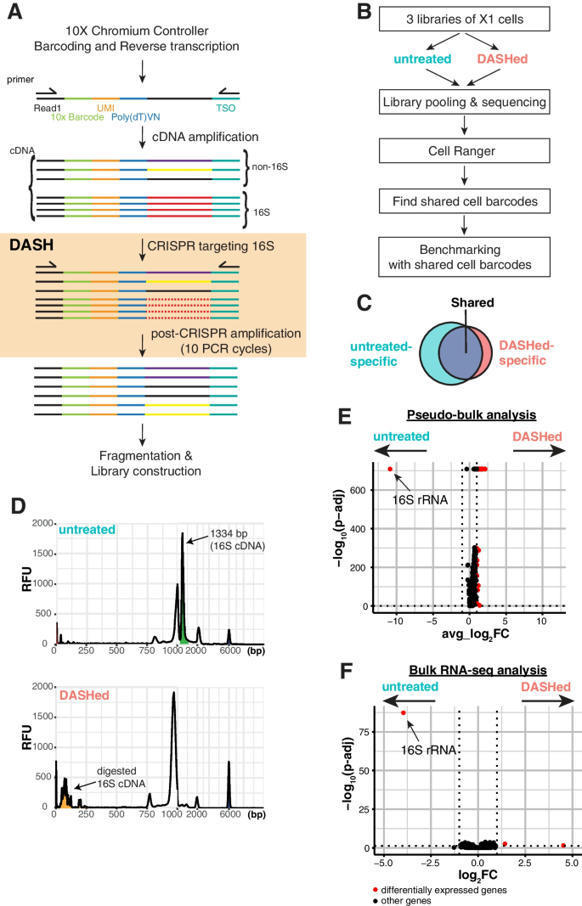 CRISPR/Cas9-based depletion of 16S ribosomal RN...
