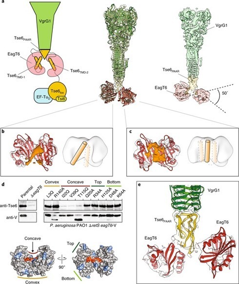 Mechanism of loading and translocation of type ...