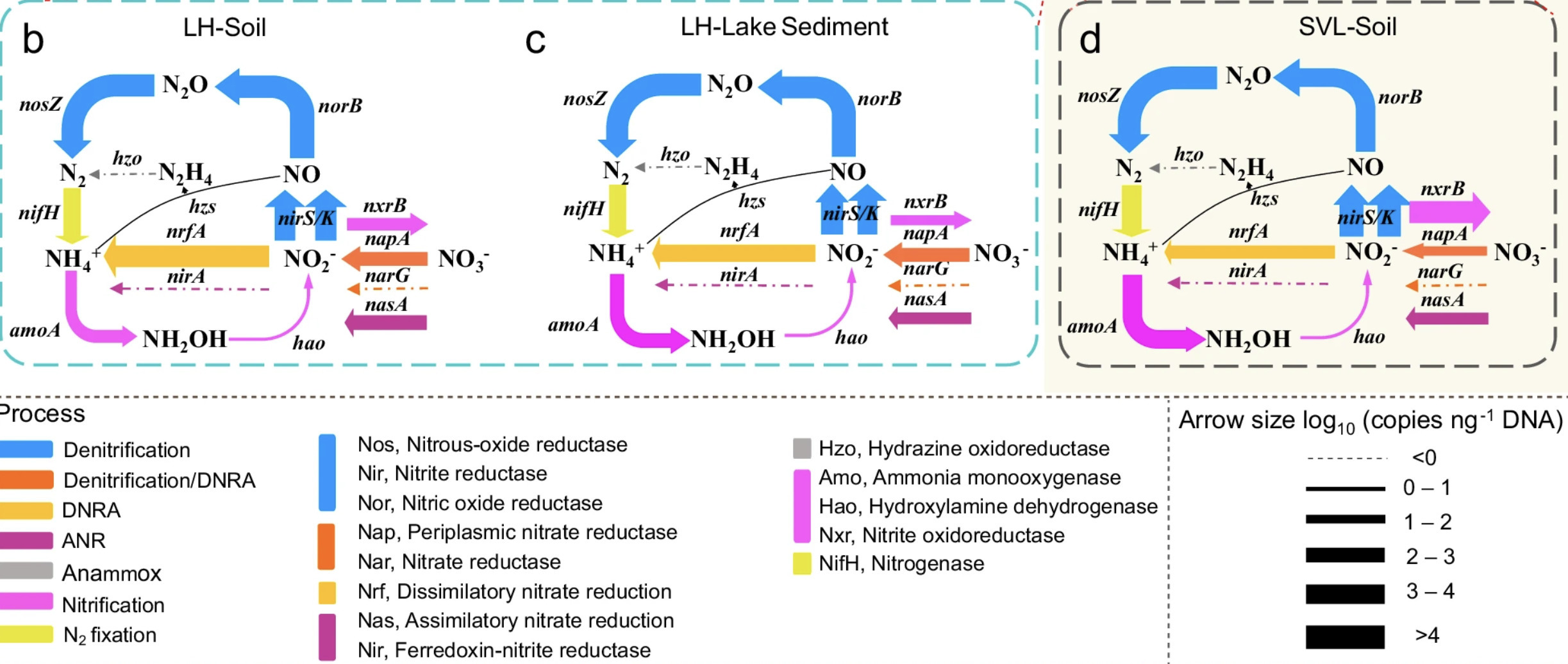 Unveiling unique microbial nitrogen cycling and...