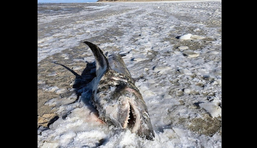 Amid cold snap, ‘frozen shark’ disc...
