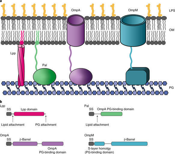 An ancient divide in outer membrane tethering s...