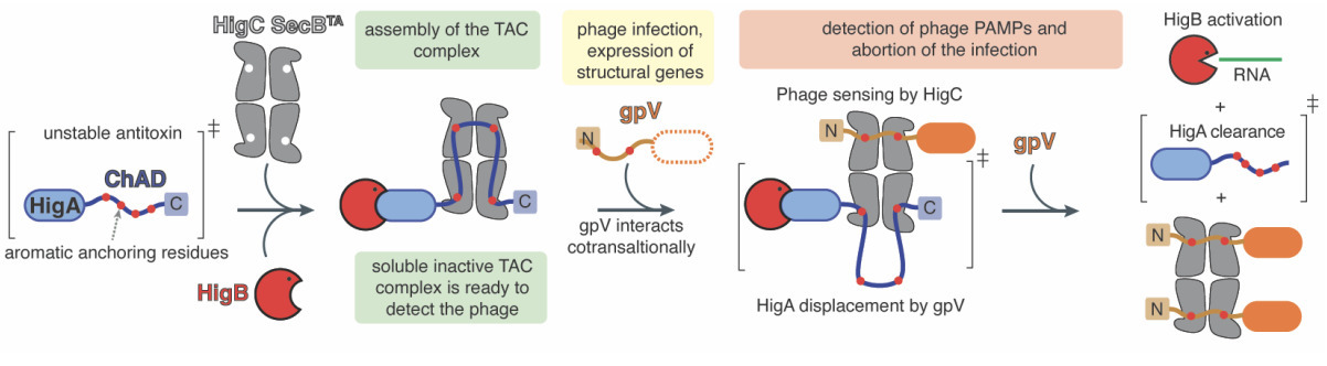 Mechanism of phage sensing and abortion by toxi...