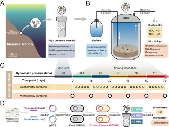 High hydrostatic pressure stimulates microbial ...