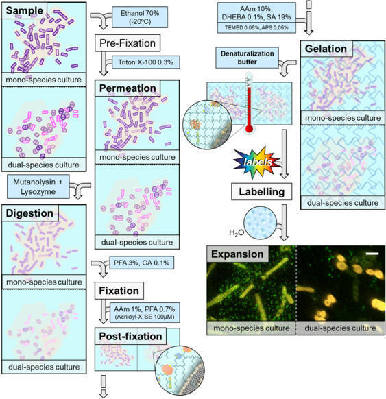Expansion microscopy applied to mono- and dual-...