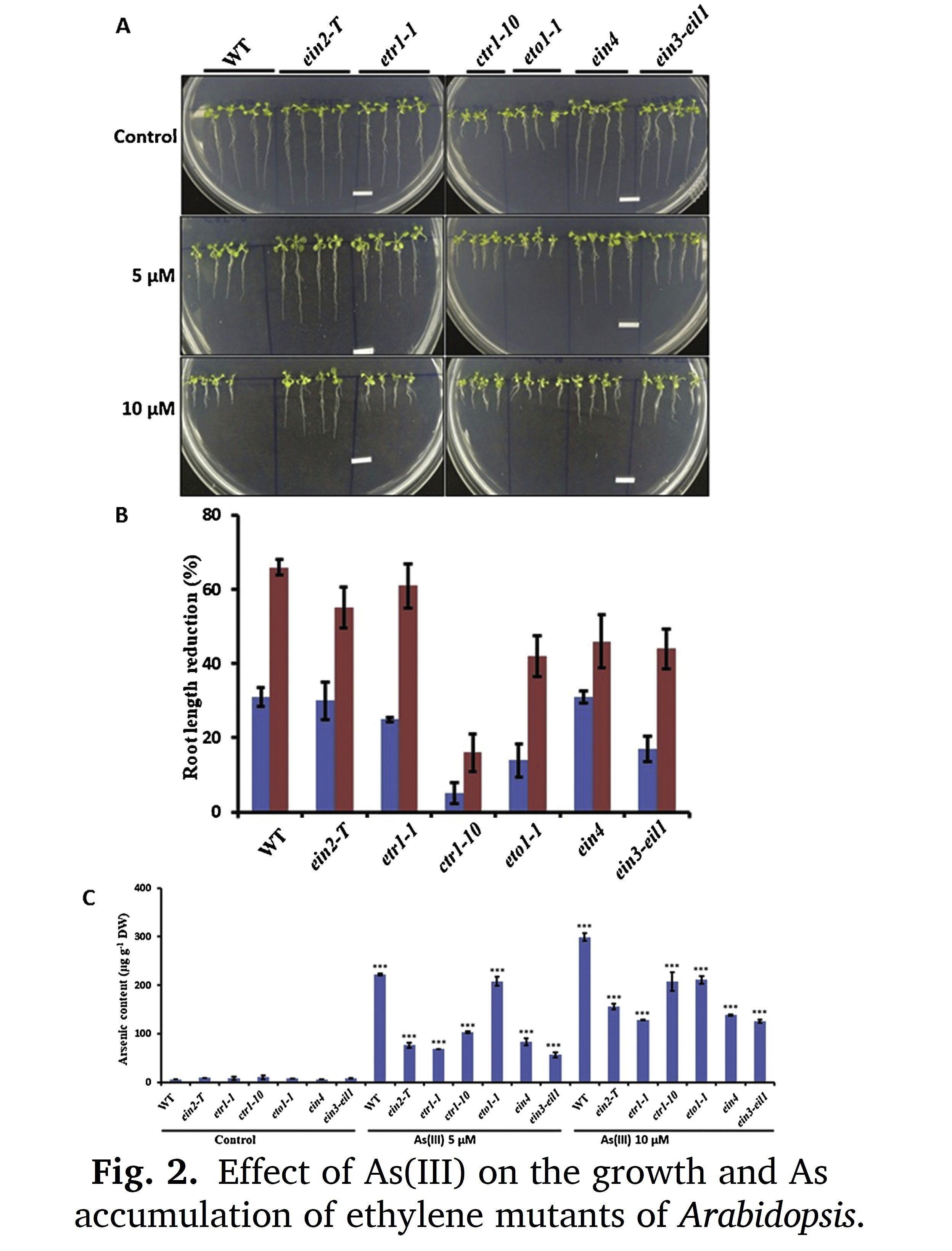 Regulation of arsenic stress response by ethyle...