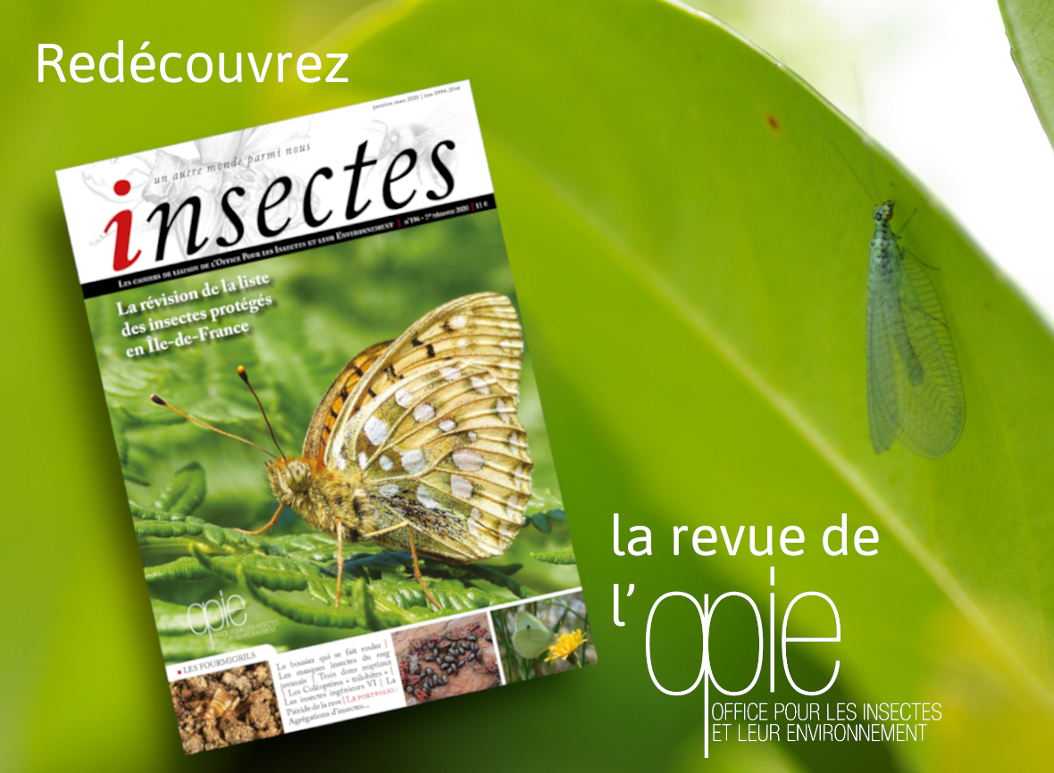 La revue Insectes fait carapace neuve | Insect ...