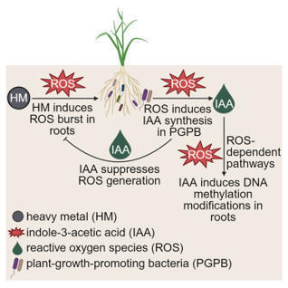 Organic pollutant-induced long-distance ROS sig...
