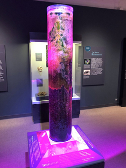 How to Build a Giant Winogradsky Column | RMH