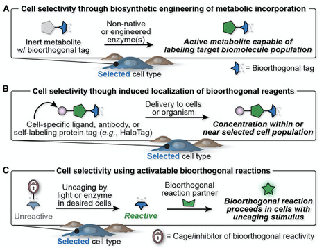 Redesigning the tomato fruit shape for mechaniz...