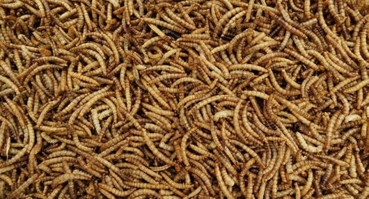 Protéines d'insectes : Invers lèv...