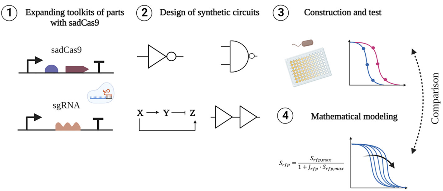 Design and Model-Driven Analysis of Synthetic C...